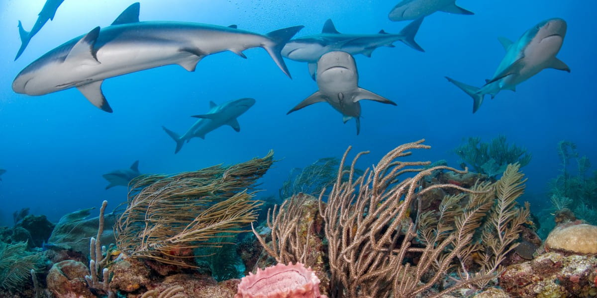 Liveaboard in Roatan - trip of in Honduras