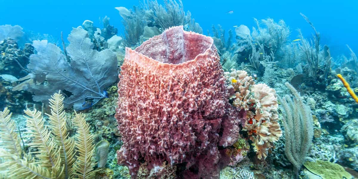 Liveaboard in Roatan - trip of in Honduras