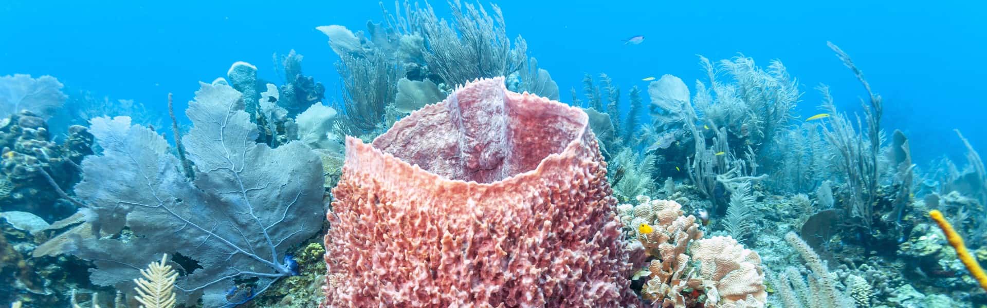 Liveaboard in Roatan - trip of in Honduras