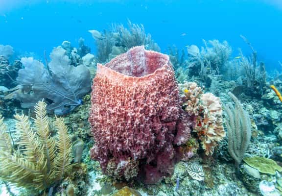Liveaboard in Roatan - trip of in Honduras