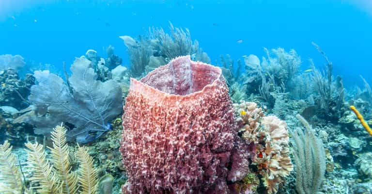 Liveaboard in Roatan - trip of in Honduras