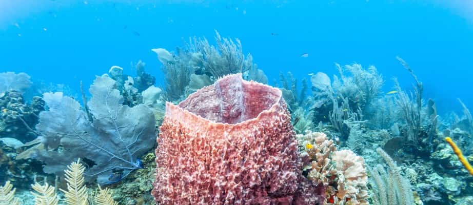 Liveaboard in Roatan - trip of in Honduras