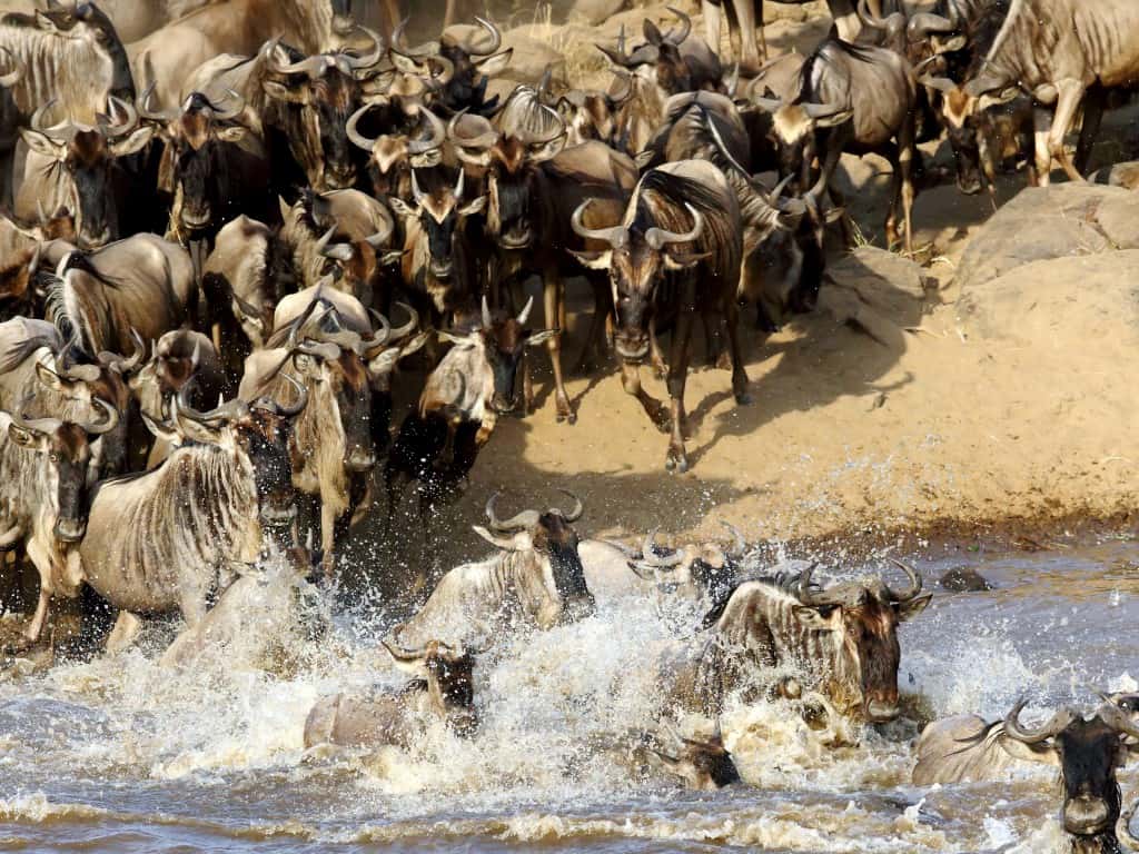 The great migration - trip of in Kenya