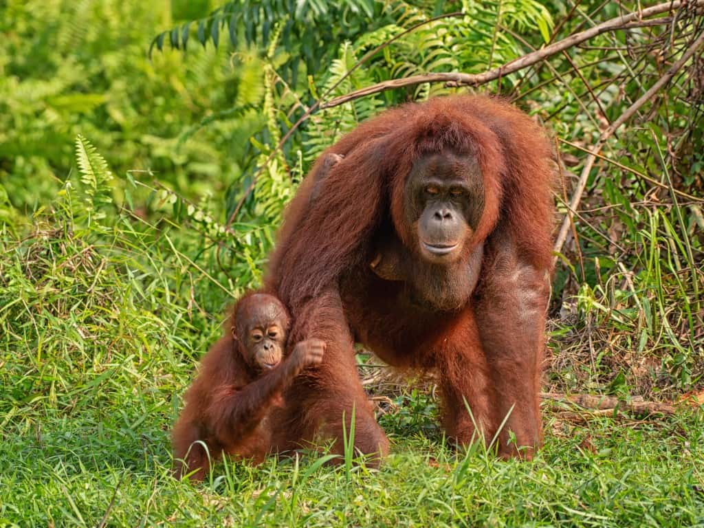 Natural parks in Borneo - trip of in Malaysia
