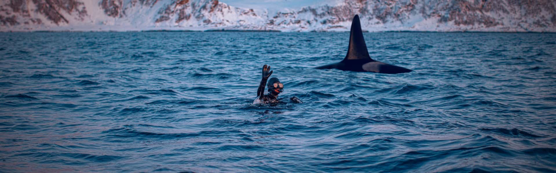 Orca Expedition Trip - viaje de en Noruega