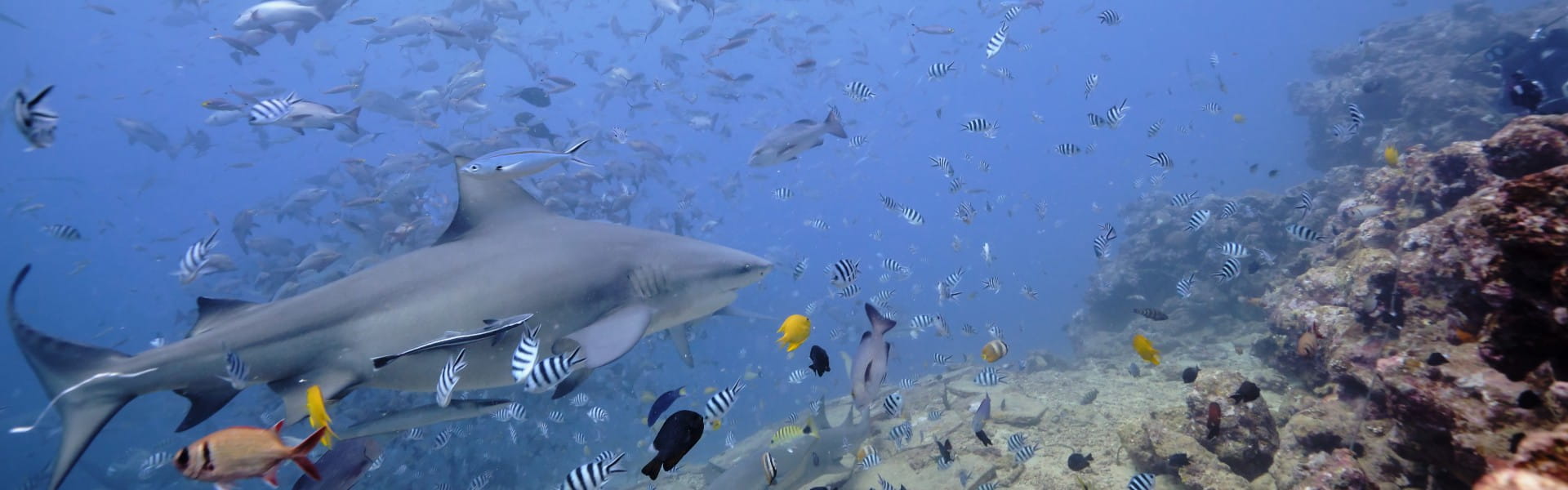 Diving in French Polynesia - trip of in French Polynesia
