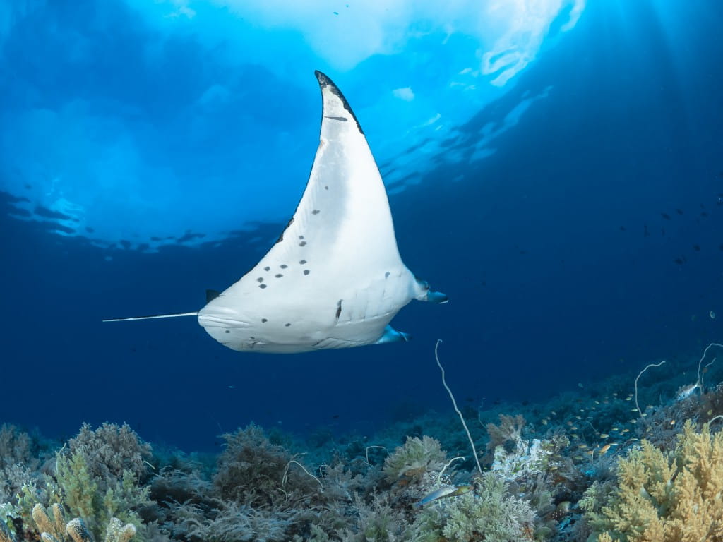 Big Fish Tour - trip of in Philippines