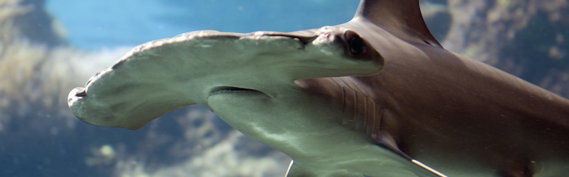 Liveaboard in Tubbataha Reef - trip of in Philippines